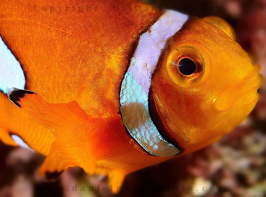 Daniel Novak Photo | Indoor Projects - Aquarium Photography